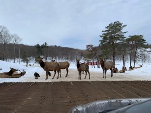 Discovering Canada’s Wilderness At Parc Omega • Tapped Out Travellers