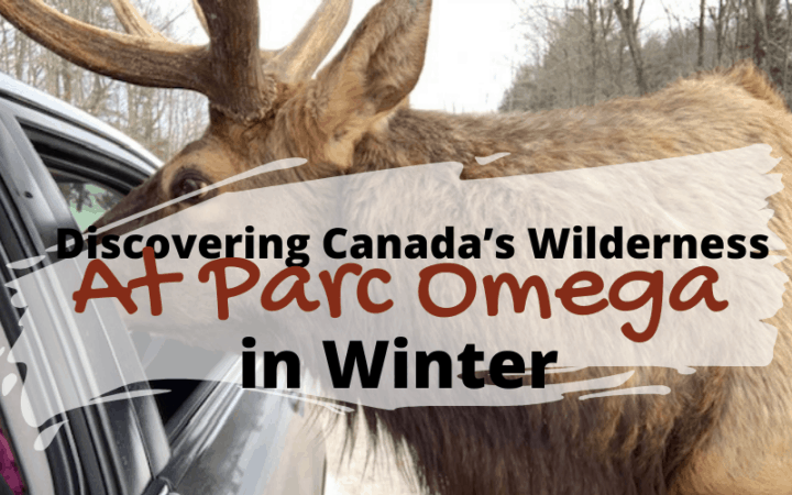Discovering Canada’s Wilderness At Parc Omega • Tapped Out Travellers