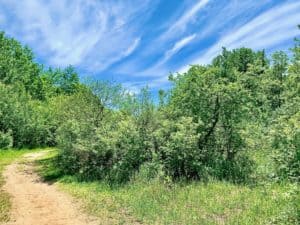 Mer Bleue Bog trail • Tapped Out Travellers
