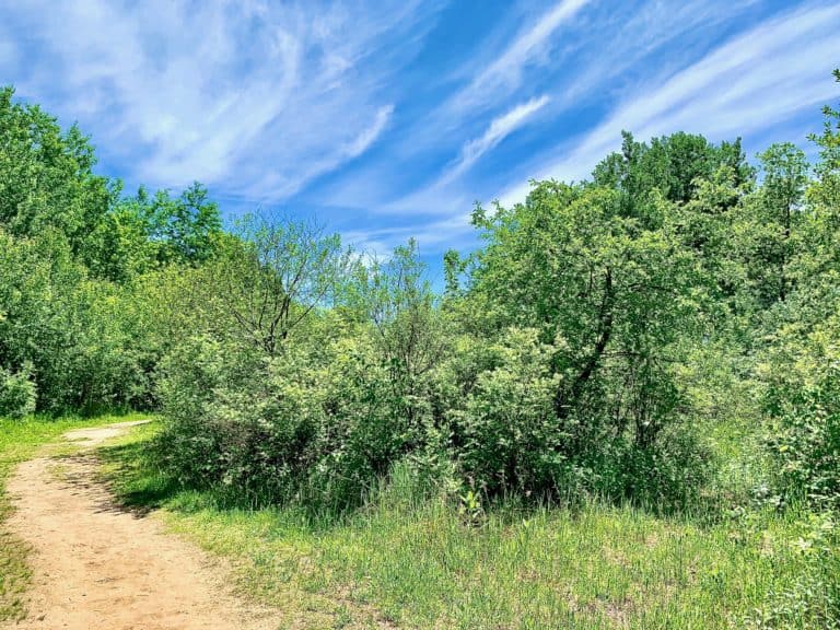 Mer Bleue Bog trail • Tapped Out Travellers