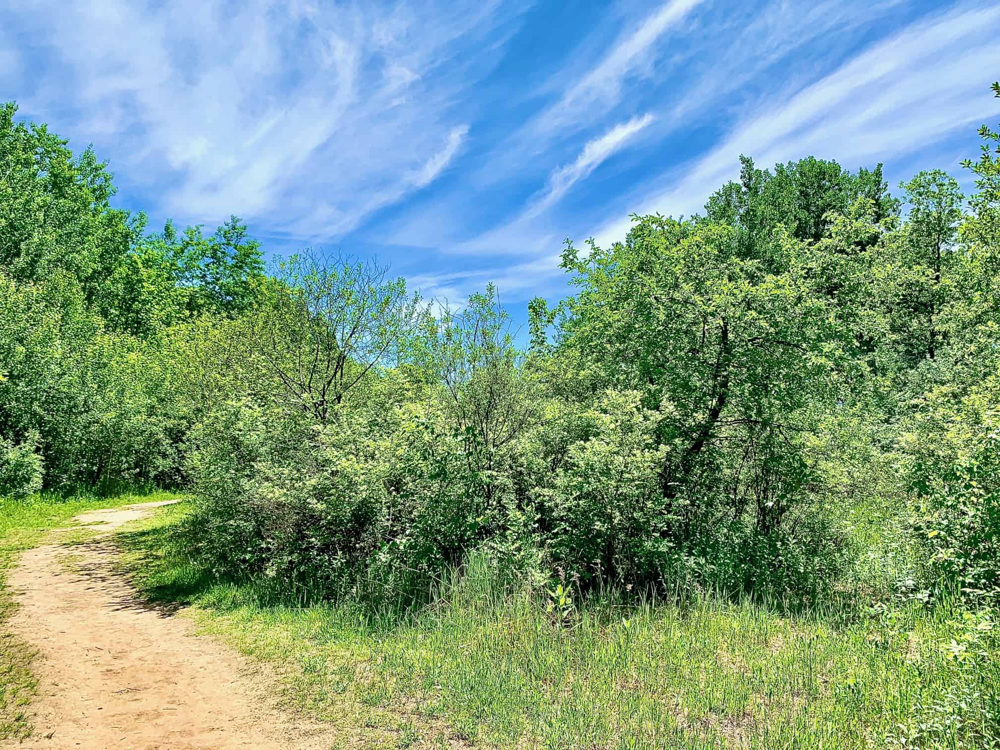 Mer Bleue Bog trail • Tapped Out Travellers