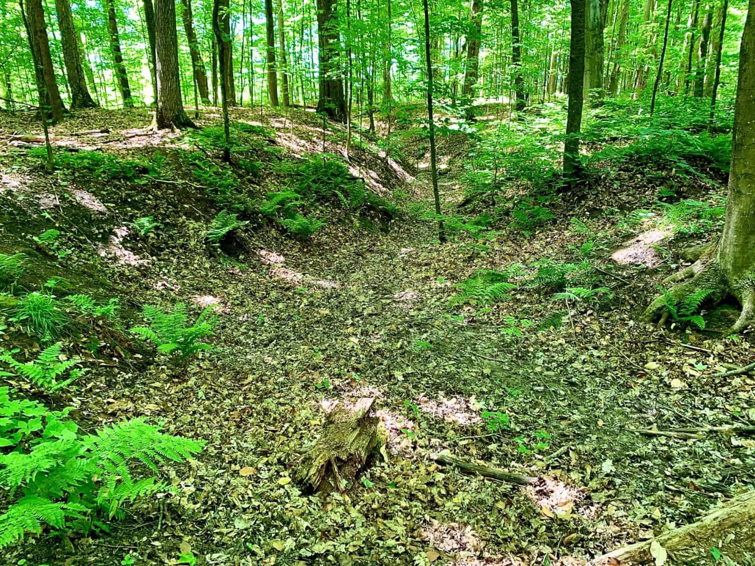 Mer Bleue Bog trail • Tapped Out Travellers