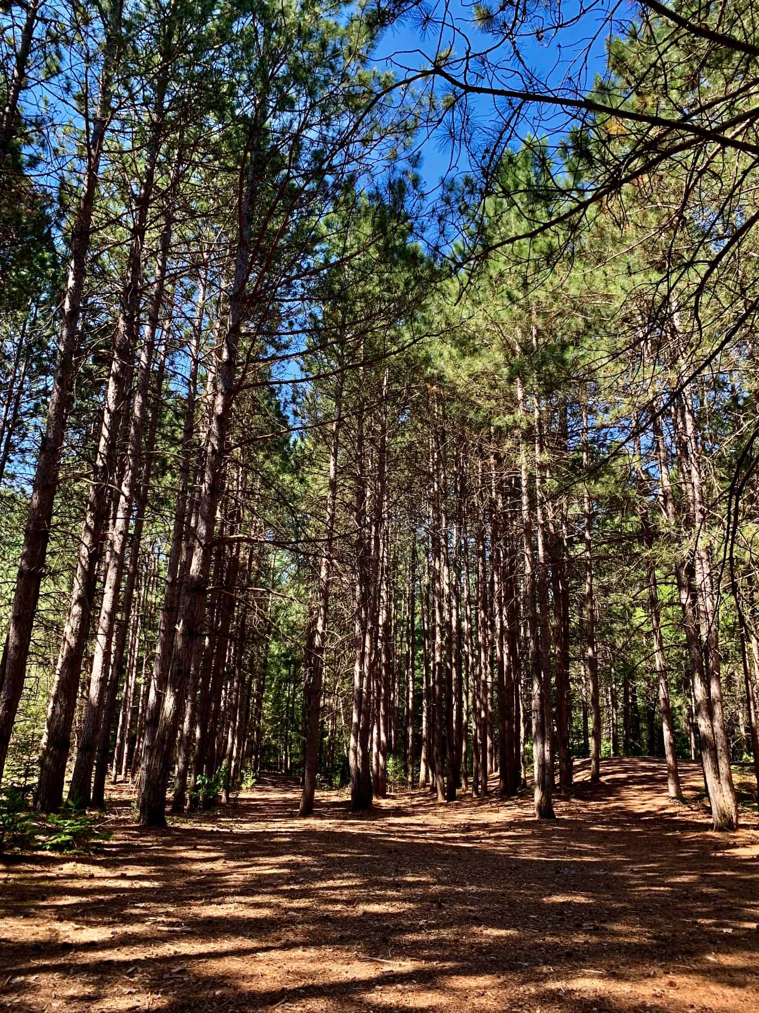 Pinhey Forest Trail Sand Dunes • Tapped Out Travellers