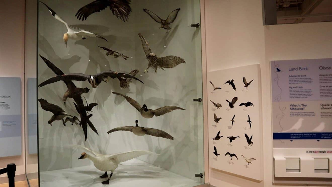 Canadian Museum of Nature • Tapped Out Travellers